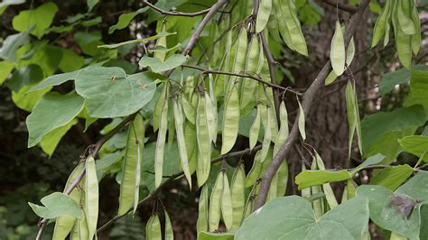 Understanding Eastern Redbud Seed Pods Randy Lemmon
