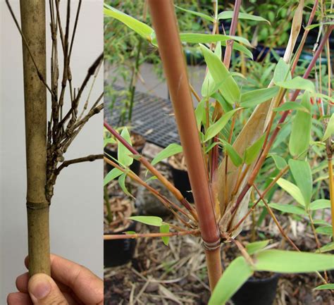 Rivercane Our Native Bamboo U S National Park Service