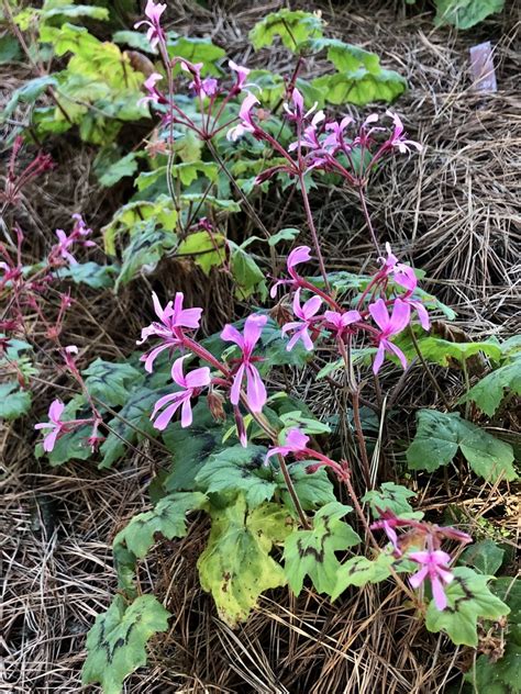 Pelargonium Peltatum