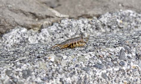 Sea Roach Pictures Az Animals