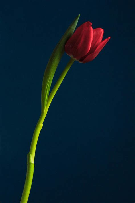 Red Tulip Photograph By William De Farias Fine Art America
