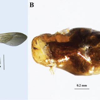Campsomeriella Annulimeris Annulata Annulata Fabricius 1793 Male