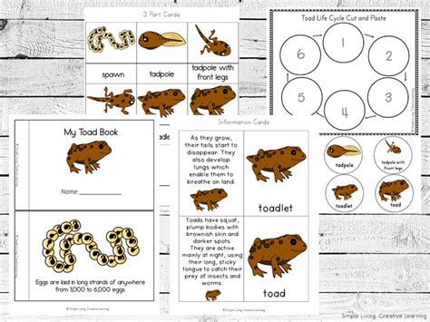 Toad Life Cycle