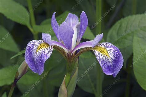 Virginia Iris Iris Virginica Flower Stock Image C048 6975 Science Photo Library