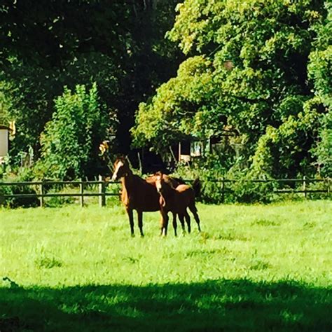 Double M Stud Ilford