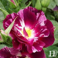 28 Unusual Color Roses Ideas Heirloom Roses Rose Growing Roses