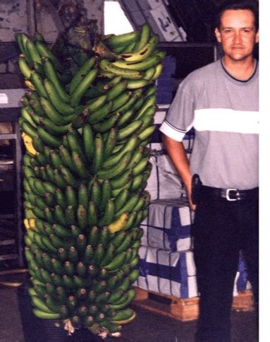With An Absolutely Bananas World Record Manual Kabana Grew 473 Bananas