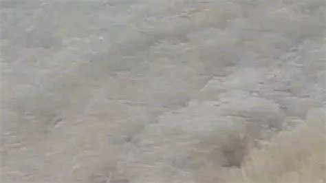 Khoảnh Khắc Kinh Hoàng Cá Mập áp Sát Bé Gái đang Tắm Biển