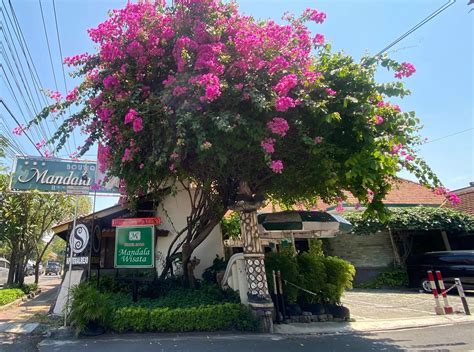 Viral Bunga Bunga Bermekaran Di Kota Solo Jadi Spot Foto Dan Daya