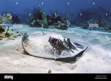 Southern Stingray Hypanus Americanus Southern Stingray Species Of