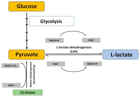 Lactate Dehydrogenase Biology Simple
