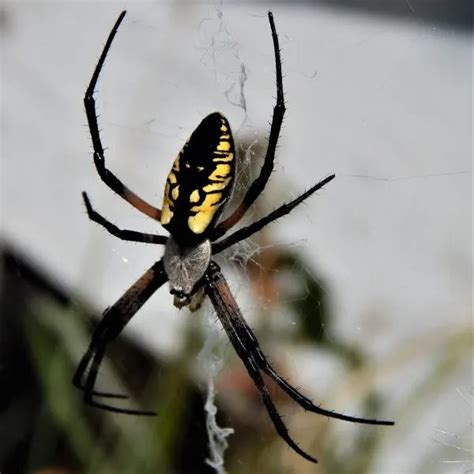 Spiders In Oregon 41 Different Species