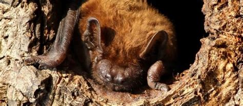 Noctule Bat Heart Of England Forest