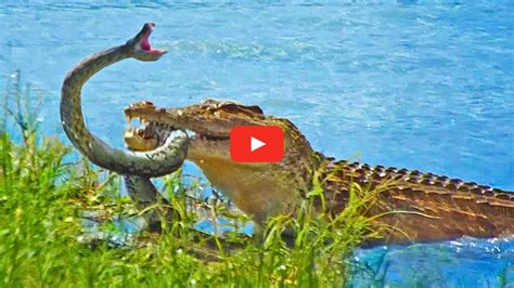 Crocodile Defeating A Hungry Crocodile Trending Video Crocodile Vs