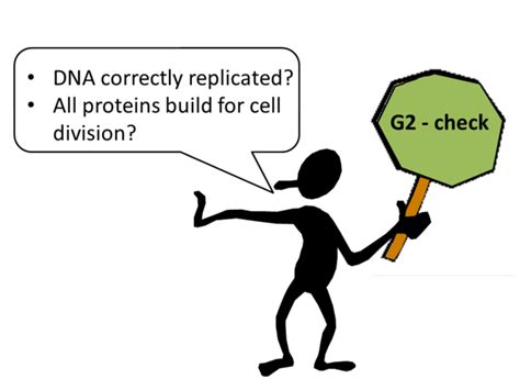 Cell Cycle Timeline Timetoast Timelines