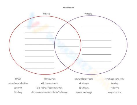 Mitosis And Meiosis Venn Diagram
