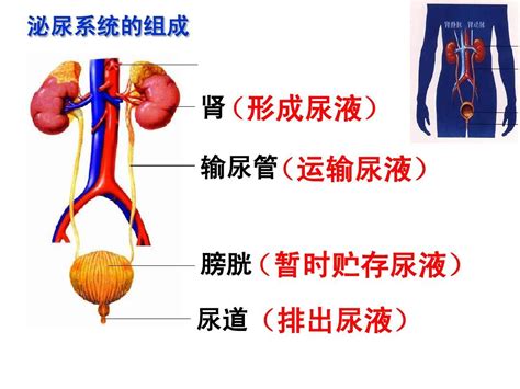 生物:第5章第1节尿的形成和排出课件人教版七年级下 1 2word文档在线阅读与下载免费文档 生物:第5章第1节尿的形成和排出课件人教版七年级下 1 2word文档在线阅读与下载免费文档