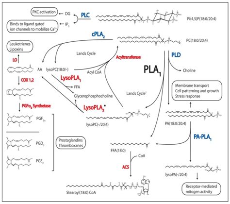 Phospholipases A1 Pmc