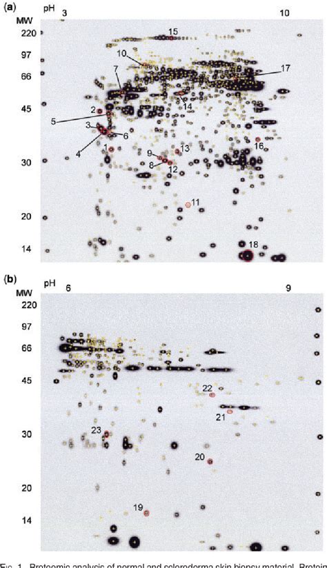 Epidermal Cell Differentiation Semantic Scholar