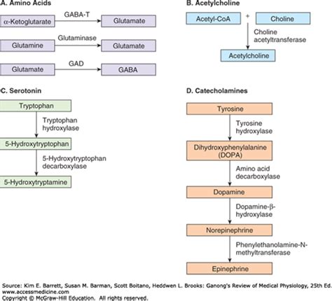 Neurotransmitters And Neuromodulators Basicmedical Key