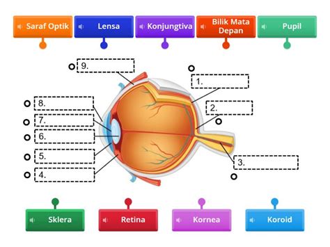 Bagian Bagian Mata Kelas V Ipas Diagrama Con Etiquetas