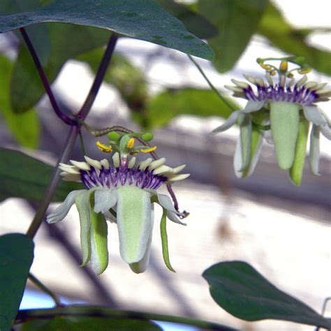 Price €300 Passiflora Colinvauxii Seeds