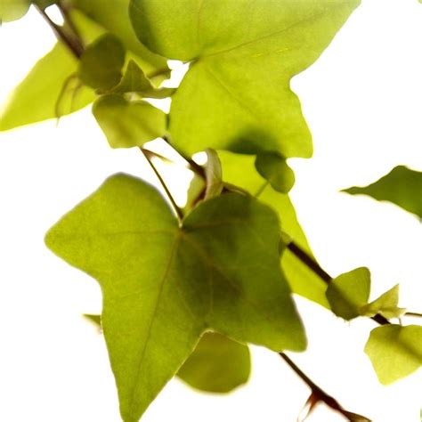Edera Viridea