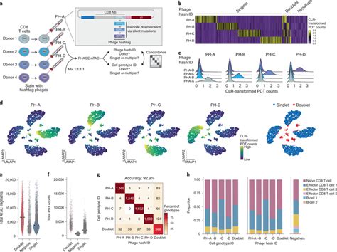Phage Nanobodies Harboring Silent Mutations Enable Sample Download Scientific Diagram