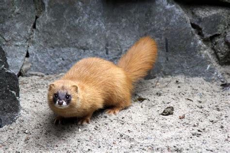 Doninha Siberiana Características Nome Científico E Fotos Mundo
