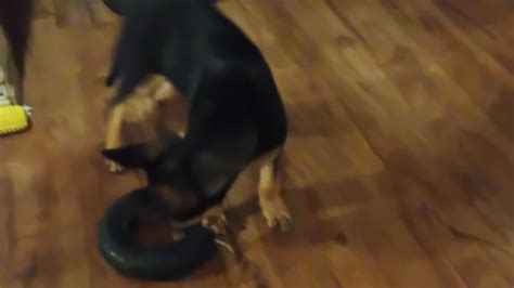 Nighttime Playtime With Dolly Youtube