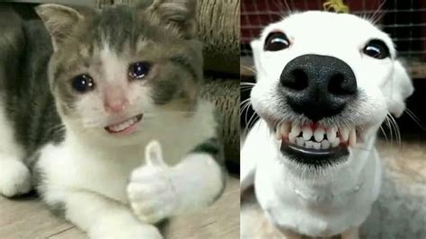 100 ảnh Meme Hài Hước Vui Nhộn Trend” Nhất Hiện Nay