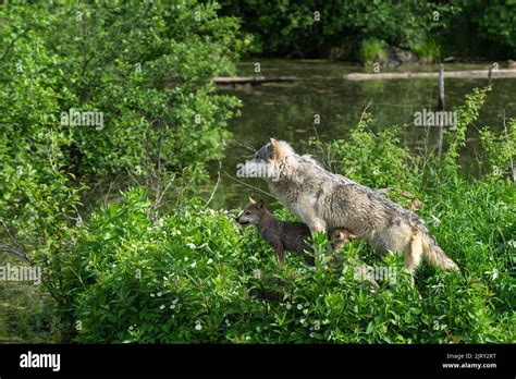 Three Grey Wolves Canis Lupus Adult And Pupslook Left On Island