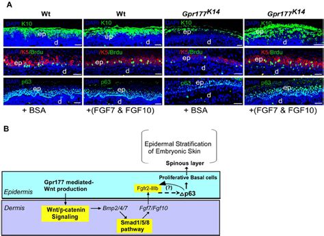 Fgf7fgf10 In Dermis Promotes The Embryonic Epidermal Stratification In