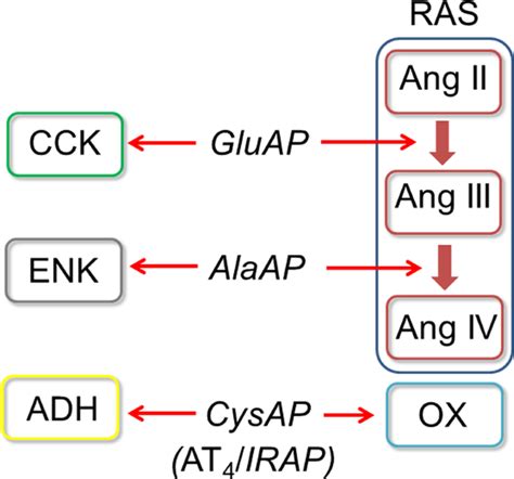 Functional And Neurometabolic Asymmetry In Shr And Wky Rats Following
