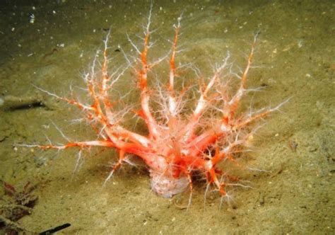 Ss Birgit And Otto D 284 2018 Havbasserne Fsu