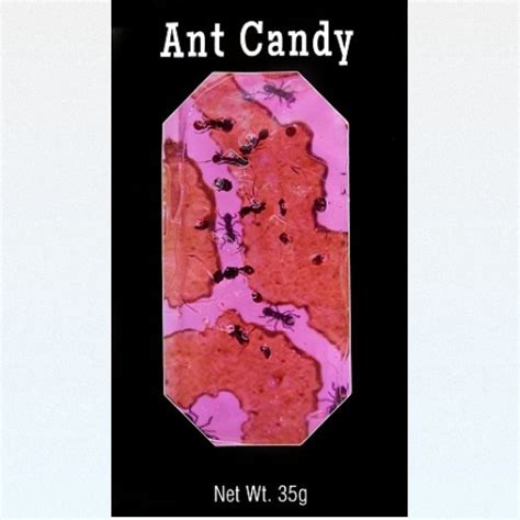 Do Ants Like Candy At Jason Lindstrom Blog