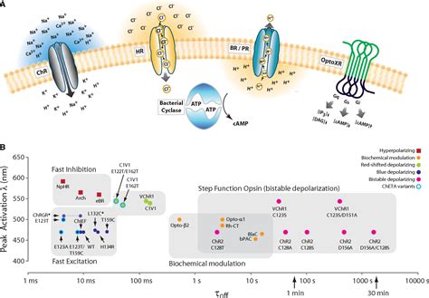 Table 1 From Optogenetics In Neural Systems Semantic Scholar