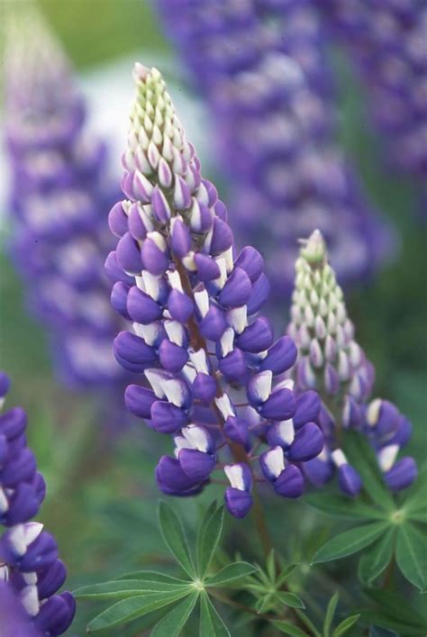 Everything You Need To Know About Lupine Plant Care Easy Perennials