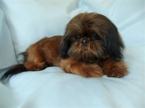 Imperial Shih Tzu Origin Size Weight And Lifespan