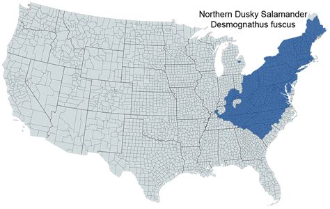 Northern Dusky Salamander