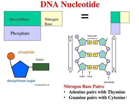 Dna Nucleotide Phosphate Nitrogen Base Pairs Ppt Download