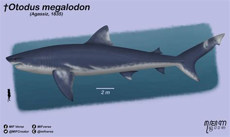 Otodus Megalodon Agassiz 1835 By Mifverse On Deviantart