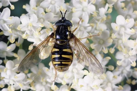 Hoverfly Stock Image C0148780 Science Photo Library