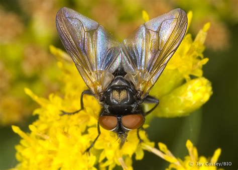Batman Fly Phasia Aurulans Bugguide Net