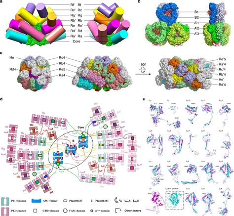Overall Structure Of The Pbs From P Purpureum And Comparison With That