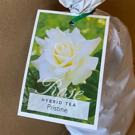 Rose Pristine Garden Express