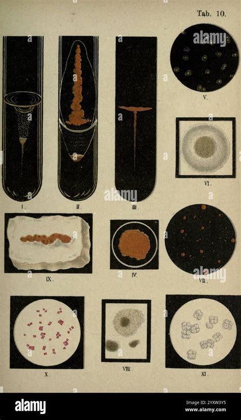 Atlas And Essentials Of Bacteriology New York William Wood And Co 1897