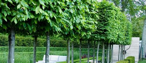 A Complete Guide To Pleached Trees — Grasslands Nursery