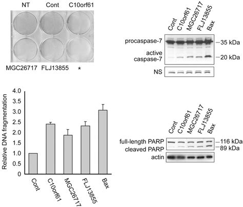 Apoptotic Activity Of The Selected Candidate Genes A Cell Viability