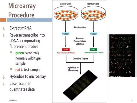 Functional Genomics And Tools Pptx